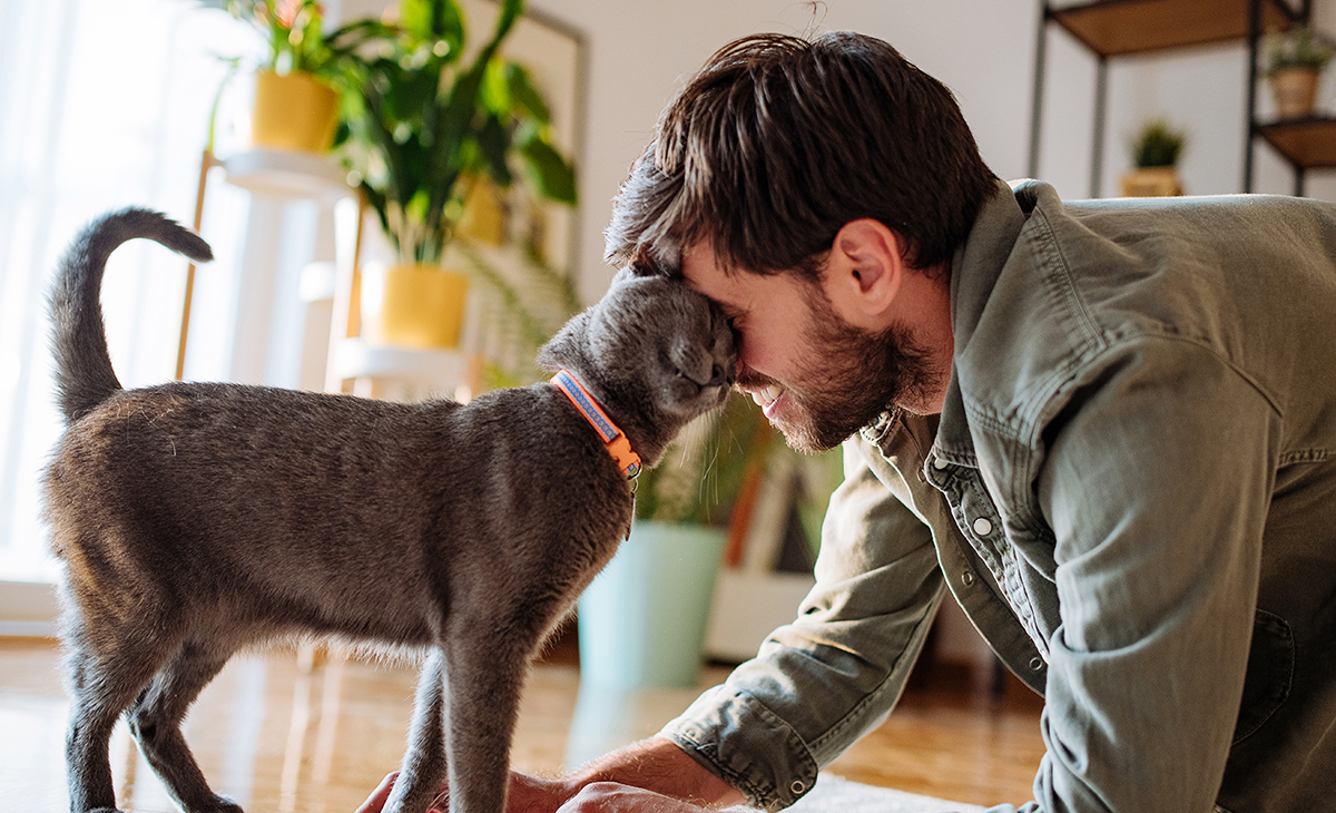 Cat Bonding Guide - Learn How To Bond With A Cat | Sheba® Philippines