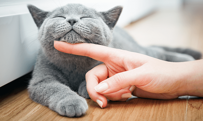 Discover Why Do Cats Purr & Meaning Of Cat Purr | Sheba® Philippines