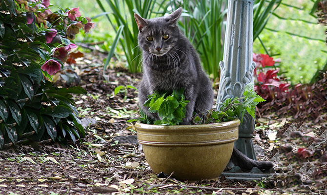 Cat Training Guide - Learn How To Train Cats | Sheba® Philippines