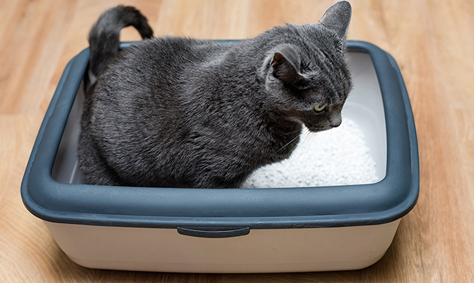 Cat In Heat: What To Do When Your Cat Is In Heat | Sheba® Philippines