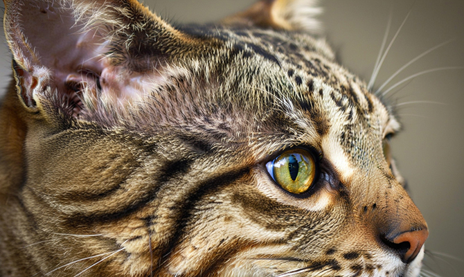 Rabies In Cats: Identify Signs Of Rabies In Cats | Sheba® Philippines