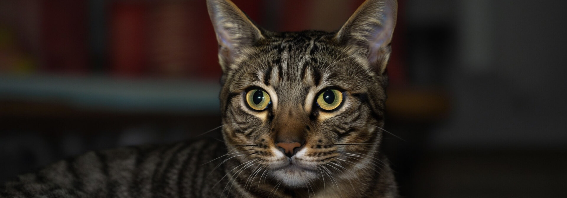 Can Cats See in the Dark? Cat Night Vision Facts | Sheba® Philippines