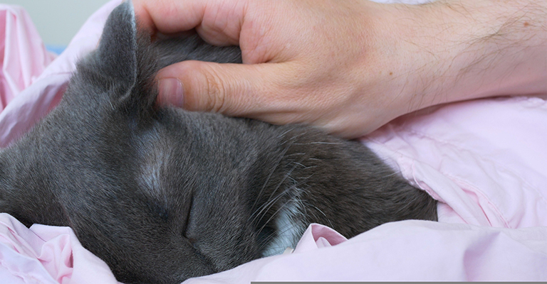 Fever in Cats - Causes, Symptoms & Treatment | Sheba® Philippines