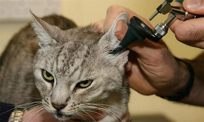 Cat Training Guide - Learn How To Train Cats | Sheba® Philippines