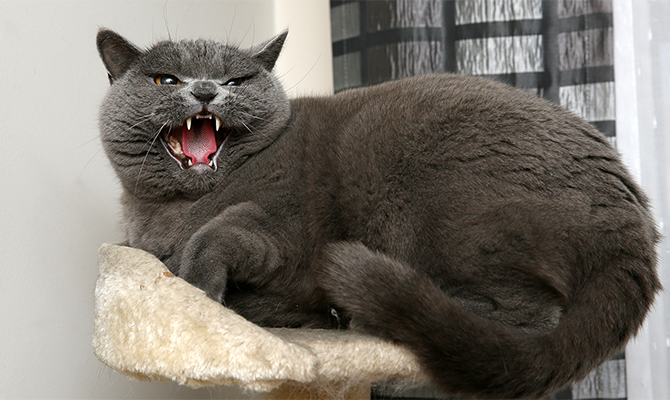 Rabies In Cats: Identify Signs Of Rabies In Cats | Sheba® Philippines