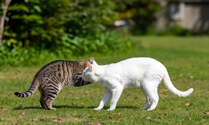 Happy Cat: How To Tell If Your Cat Is Happy? | Sheba® Philippines