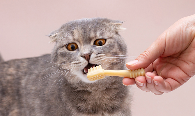 Cat Neuter & Cat Spay: Benefits Of Neutering Cat | Sheba® Philippines