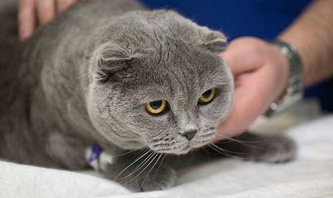 Fever in Cats - Causes, Symptoms & Treatment | Sheba® Philippines