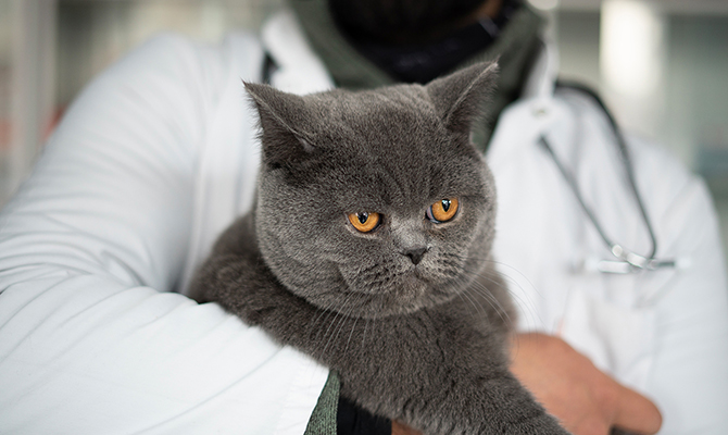 Rabies In Cats: Identify Signs Of Rabies In Cats | Sheba® Philippines