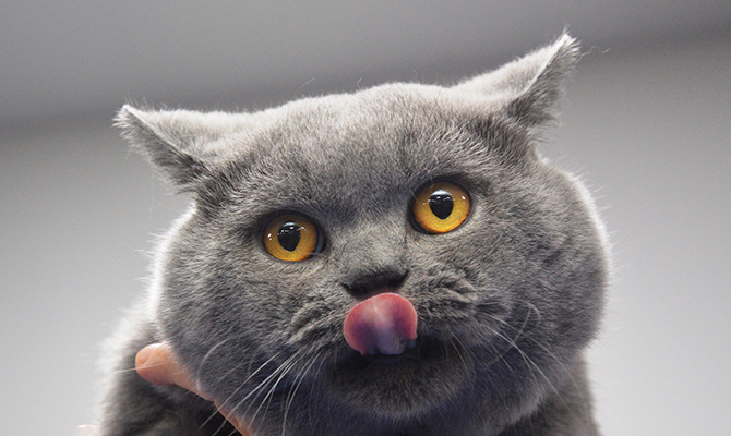 Cat Whiskers And Their Crucial Role Explained | Sheba® Philippines