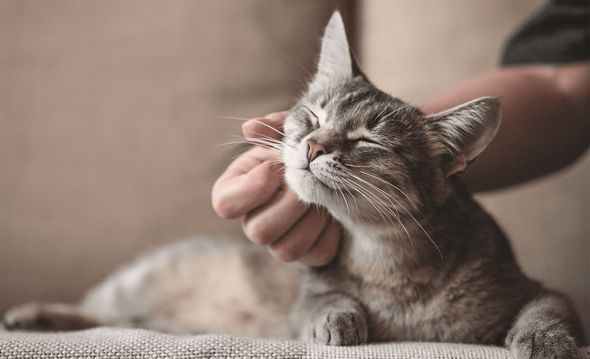 Cat Behaviour - Normal & Unusual Cat Behavior | Sheba® Philippines