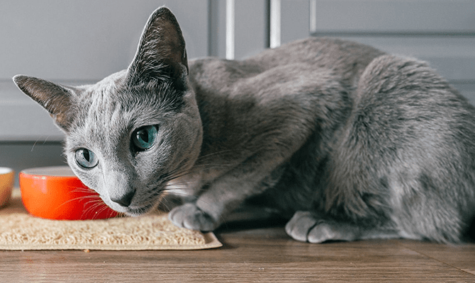 Discover What Does A Cat Eat & Cats Favorite Food | Sheba® Philippines