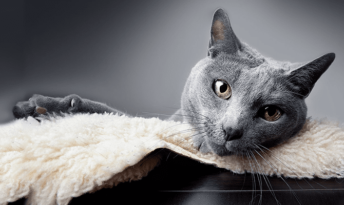 Sheba® Premium Cat Food and Treats | Sheba® Philippines