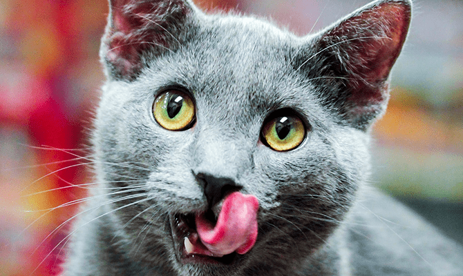 Discover What Does A Cat Eat & Cats Favorite Food | Sheba® Philippines