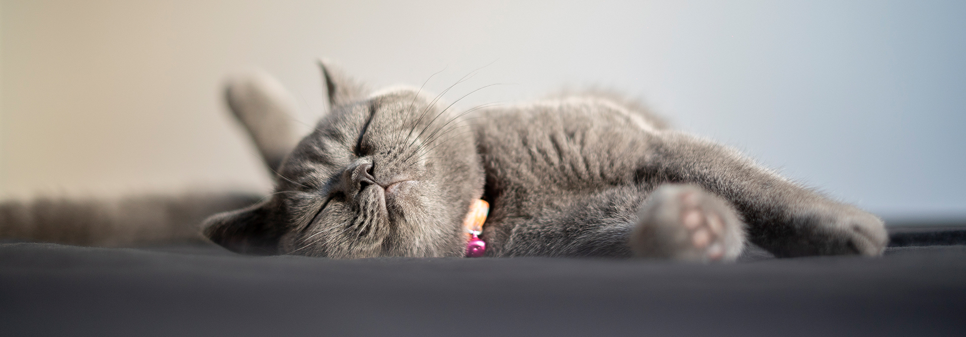 Cat In Heat: What To Do When Your Cat Is In Heat | Sheba® Philippines
