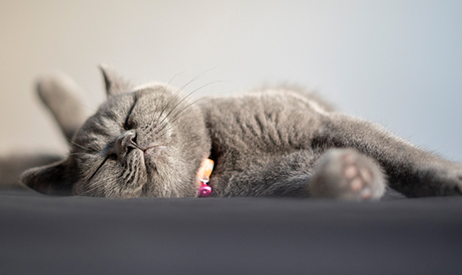 Cat Neuter & Cat Spay: Benefits Of Neutering Cat | Sheba® Philippines