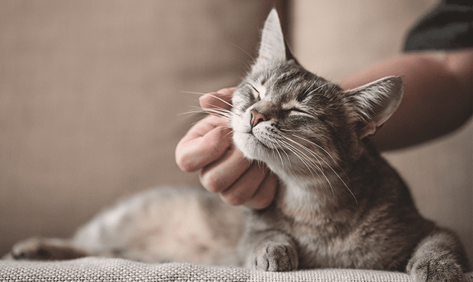 Cat Training Guide - Learn How To Train Cats | Sheba® Philippines