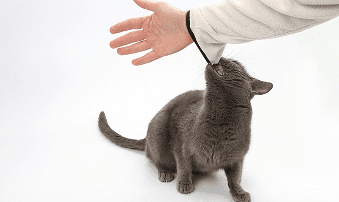 Fascinating Cat Facts: Facts About Cats Behavior | Sheba® Philippines