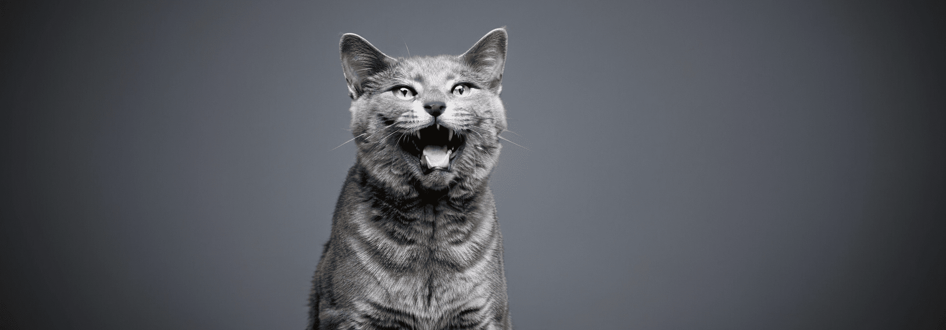 Cat Sounds Explained: Meowing, Purring & More | Sheba® Philippines