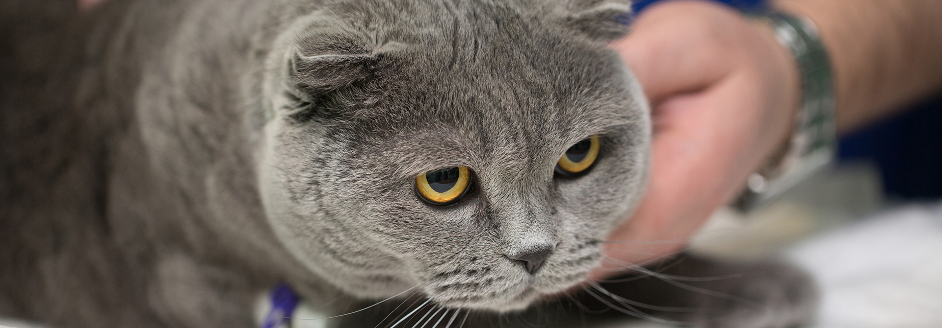 Fever in Cats - Causes, Symptoms & Treatment | Sheba® Philippines