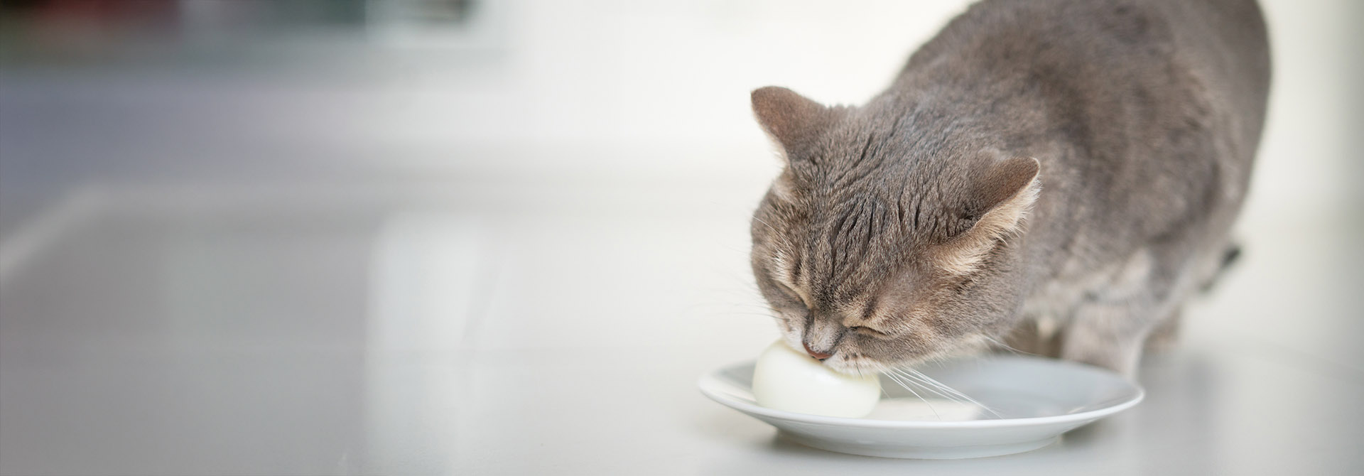 Can Cats Eat Eggs? Know Benefits Of Egg For Cats | Sheba® Philippines