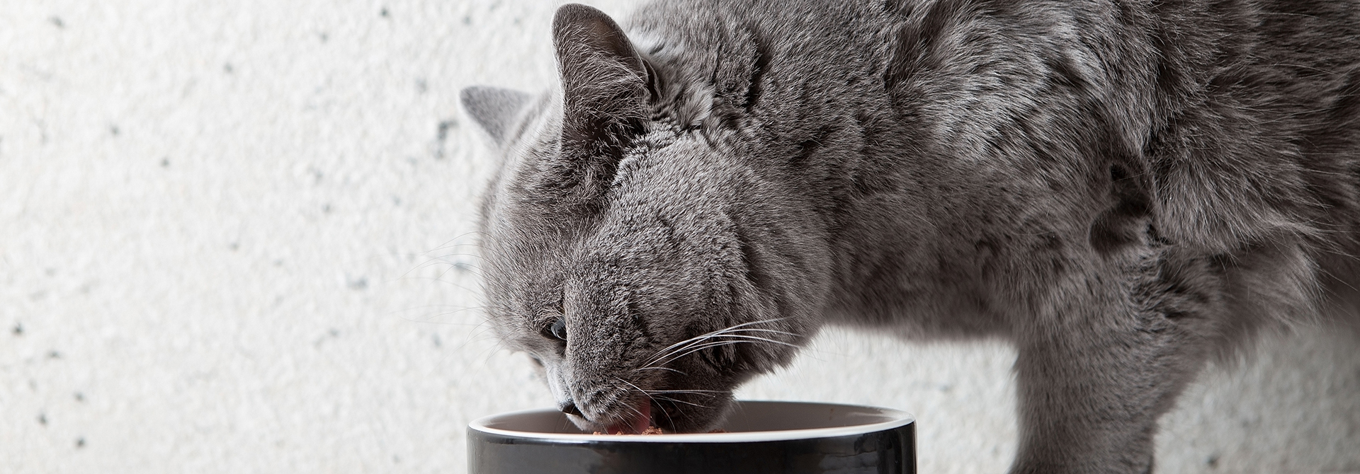 Learn How Many Times Do Cats Eat In a Day | Sheba® Philippines