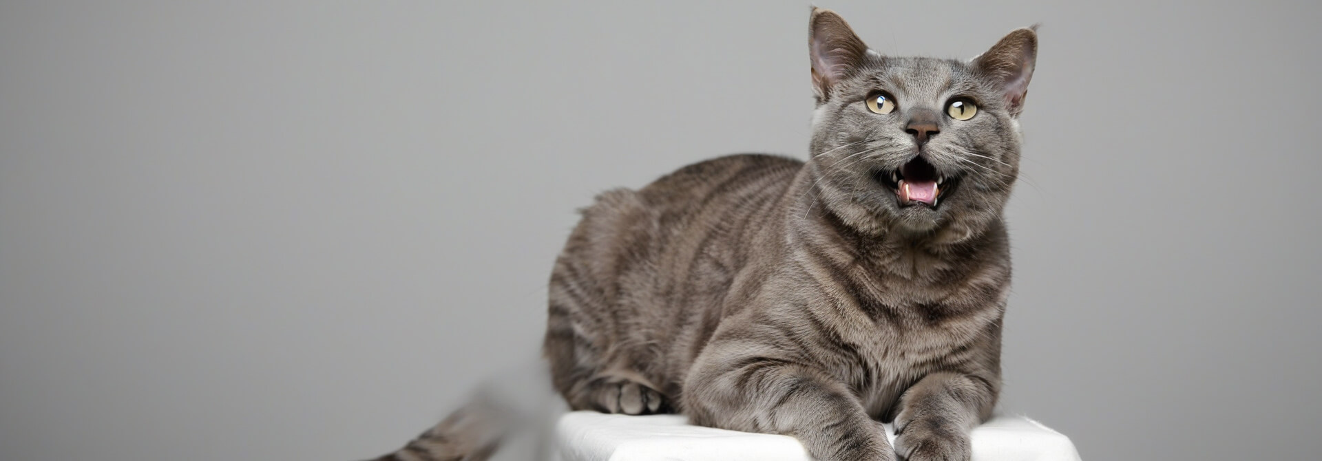 Happy Cat: How To Tell If Your Cat Is Happy? | Sheba® Philippines