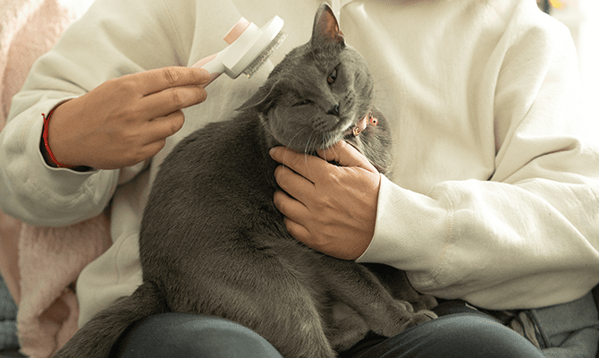 Cat Bonding Guide - Learn How To Bond With Your Cat | Sheba® Singapore