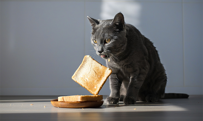 Can Cats Eat Bread? The Benefits Of Bread For Cats | Sheba® Singapore