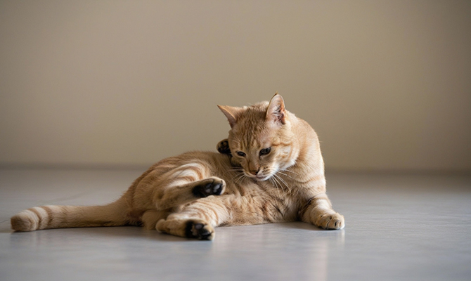 Dealing with Bald Patches on Cats | Sheba® Singapore