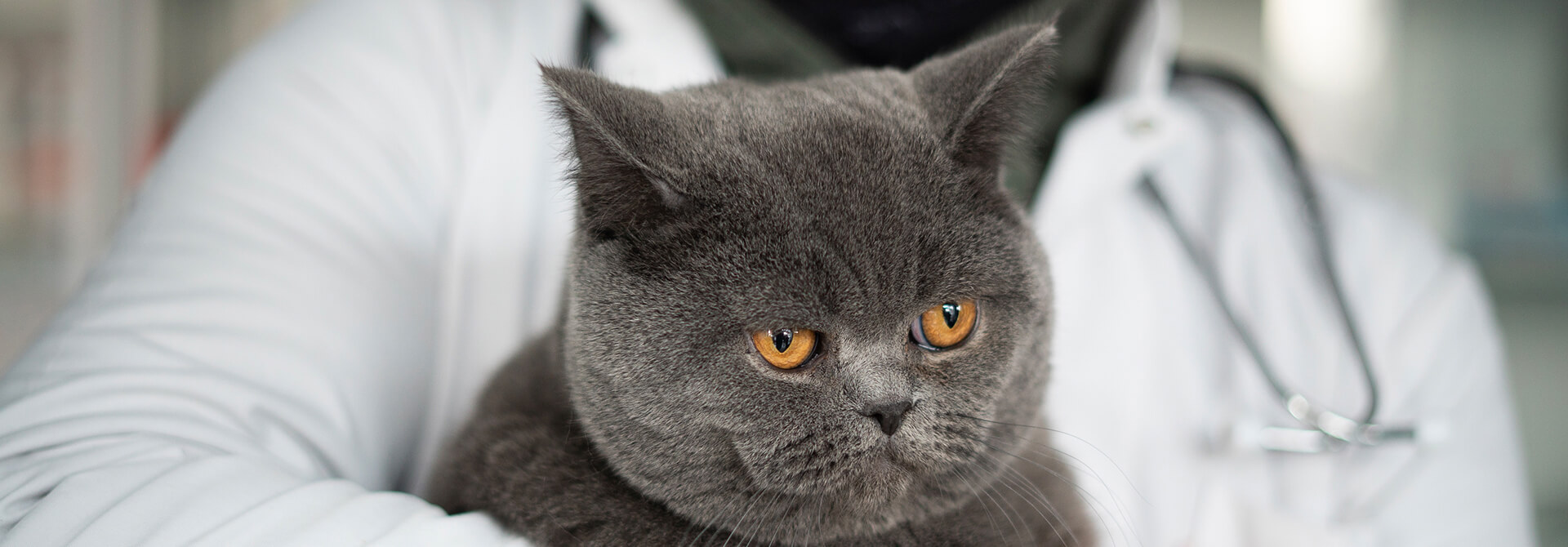 Cats And Allergies: Causes Of Allergy In Cats | Sheba® Singapore