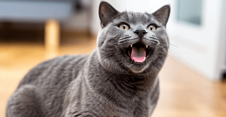 Cat Crying: Tip to Stop Cat Meowing at Night | Sheba® Singapore