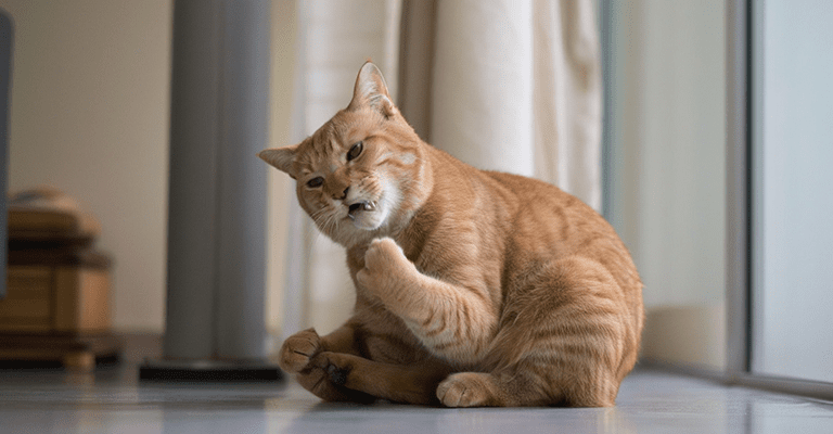 Cat Flea Care: Remedies for Ticks & Fleas | Sheba® Singapore
