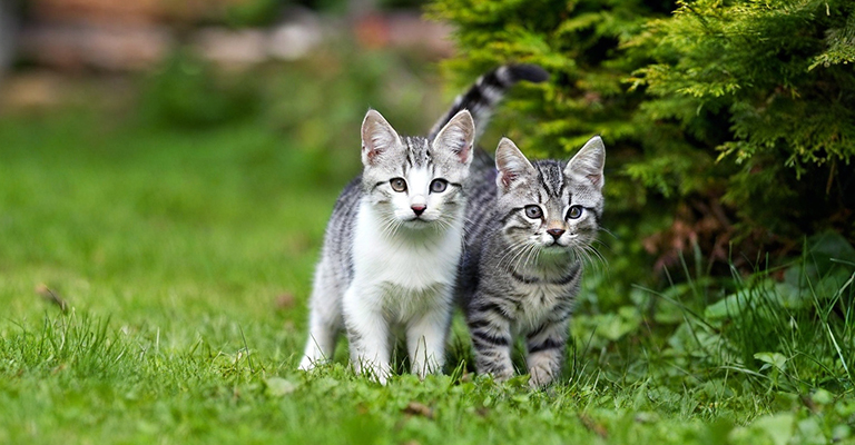 Cat Gender: Identify Male vs. Female Cats | Sheba® Singapore
