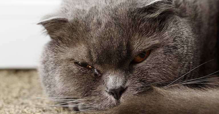 Cat Eye Infections: Understand Eye Issues With Cats | Sheba® Philippines