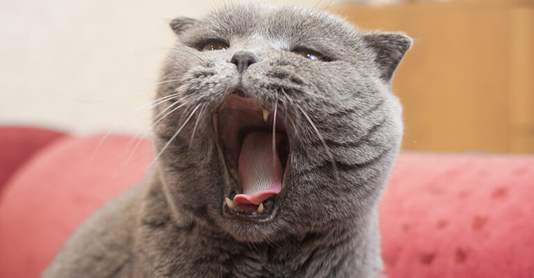 Understanding Asthma In A Cat: Symptoms & Treatment | Sheba® Singapore