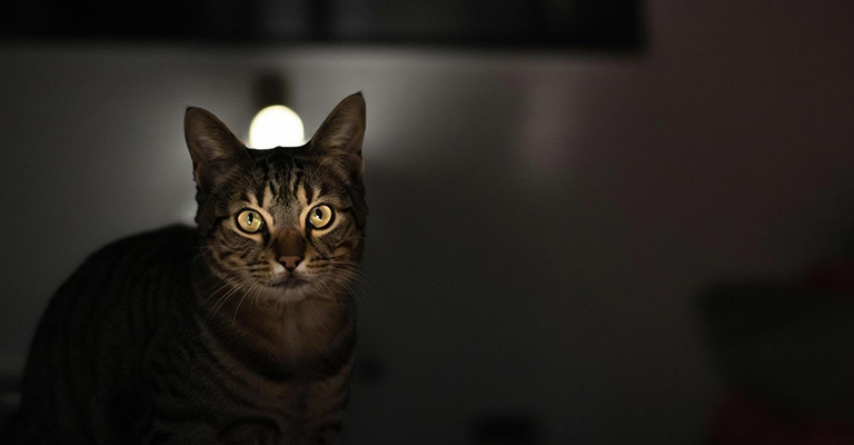 Can Cats See in the Dark? Cat Night Vision Facts | Sheba® Singapore