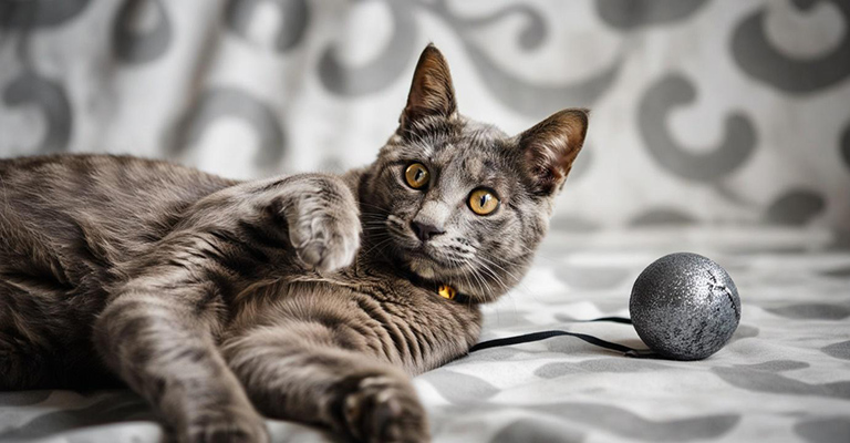 Happy Cat: How To Tell If Your Cats Are Happy? | Sheba® Singapore