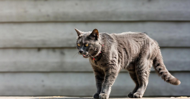 Rabies In Cats: Identify Signs Of Rabies In Cats | Sheba® Singapore