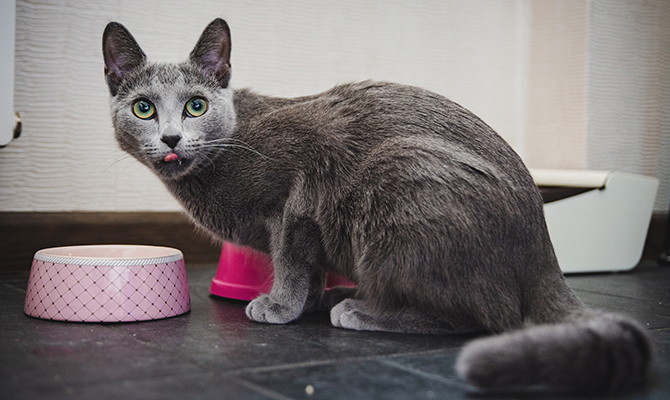 Constipation In Cat: Symptoms Of A Constipated Cat | Sheba® Singapore