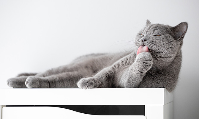 Complete Guide to General Cat Care and Well-being | Sheba® Singapore