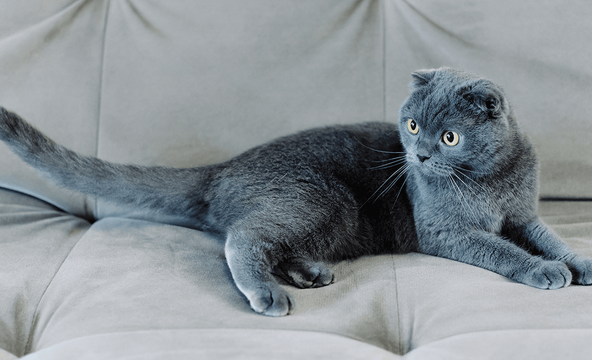 Cat Tail Language - Understand Cat Tail Signs| Sheba® Singapore