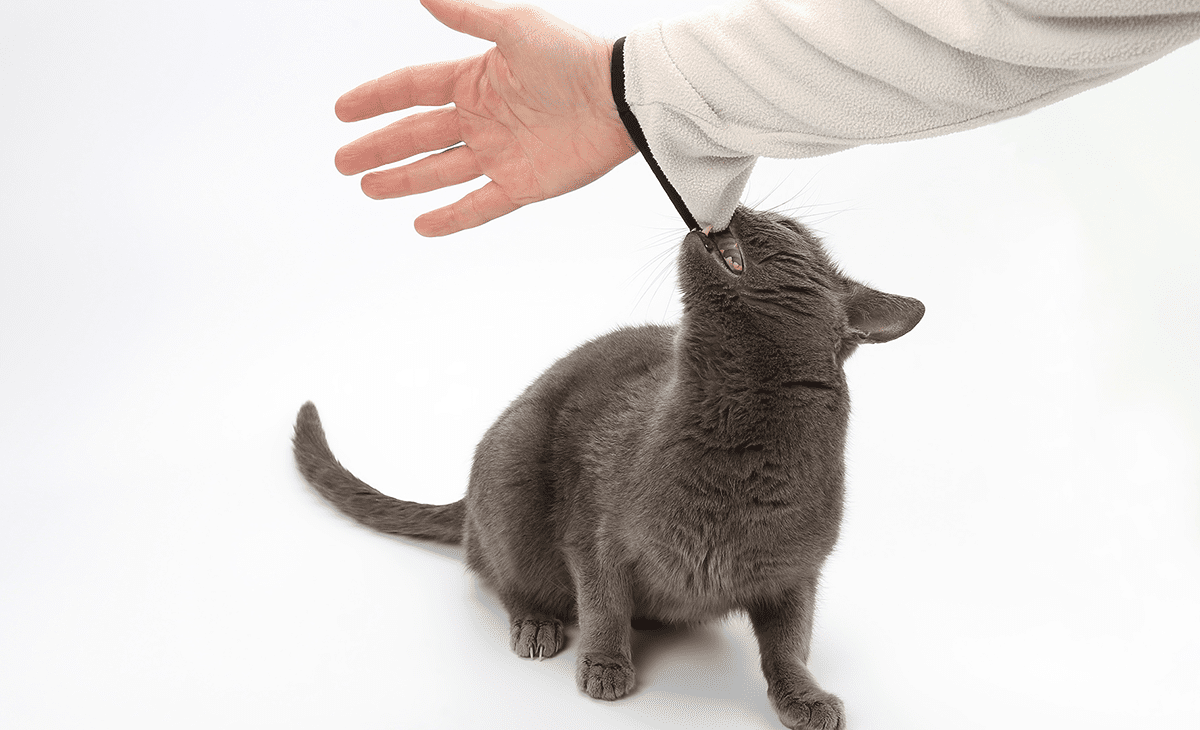 Cat Training Guide - Learn How To Train A Cat | Sheba® Singapore