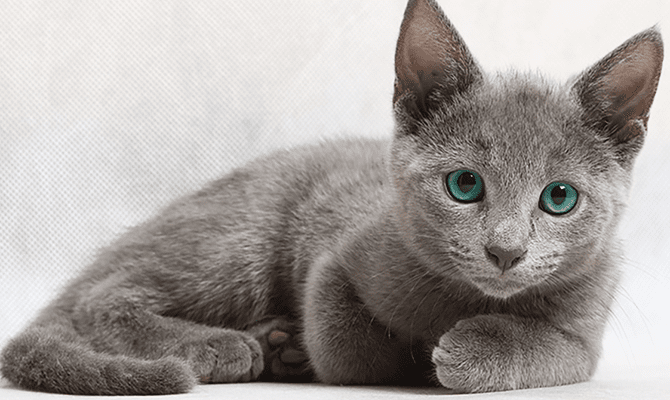 Sheba® Premium Cat Food and Treats | Sheba® Singapore