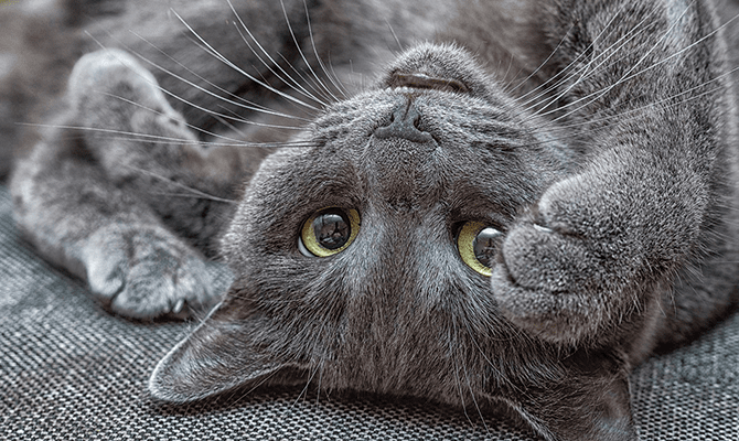 Cat Sounds Explained: Meowing, Purring & More | Sheba® Singapore