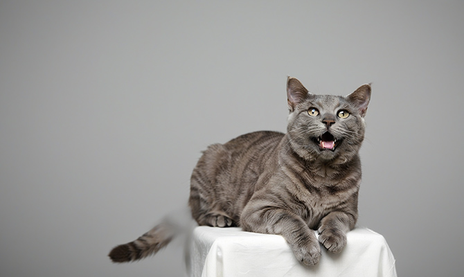 Happy Cat: How To Tell If Your Cats Are Happy? | Sheba® Singapore