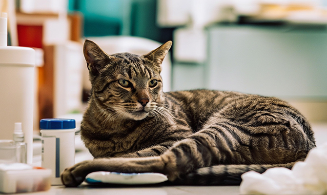 Causes of Urinary Blockage in Cats | Sheba® Singapore