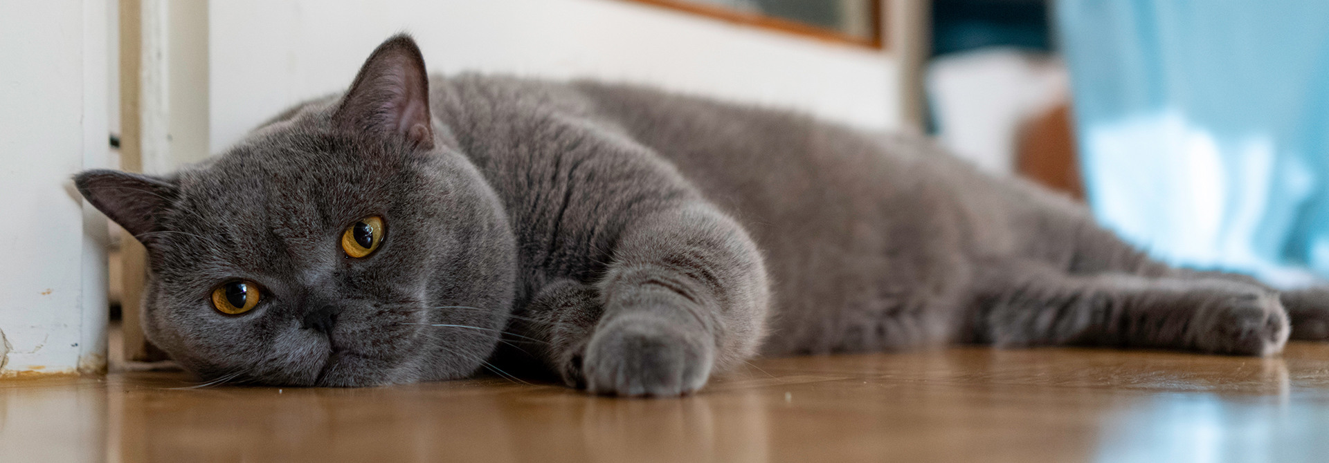 Managing Cat Diarrhea: Symptoms, Causes & Treatment | Sheba® Singapore