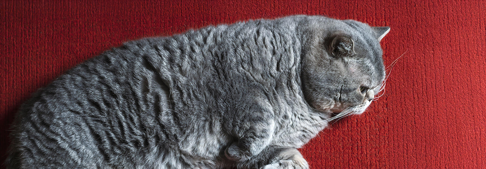Cat Pregnancy Period: Signs Of A Pregnant Cat | Sheba® Singapore