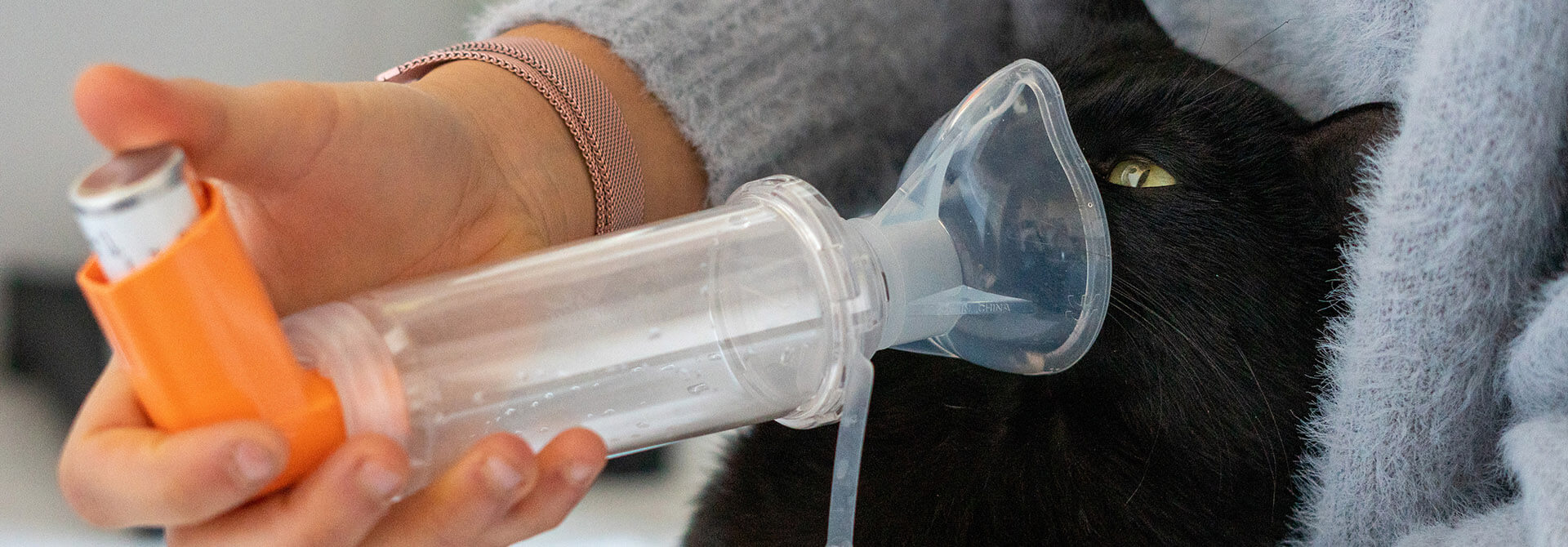 Understanding Asthma In A Cat: Symptoms & Treatment | Sheba® Singapore